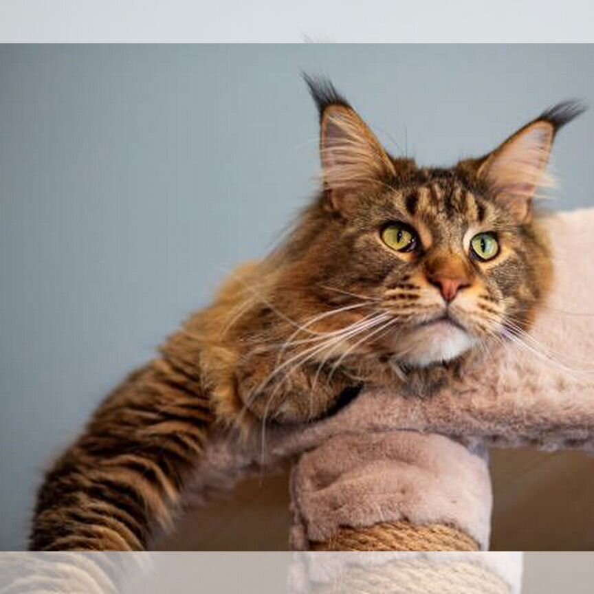 Мейн-кун, взрослый кот