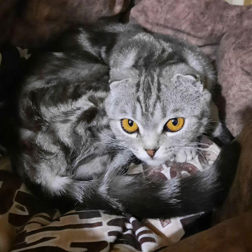 Отдам двух Шотландских кошек