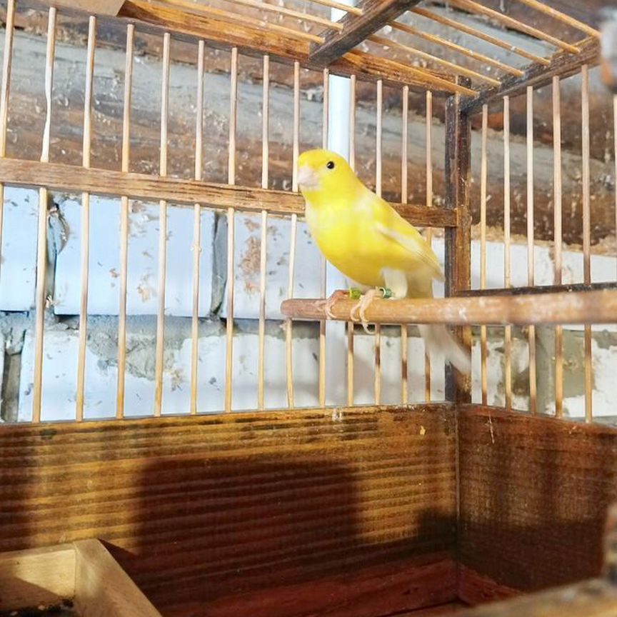 Кенарь поющий