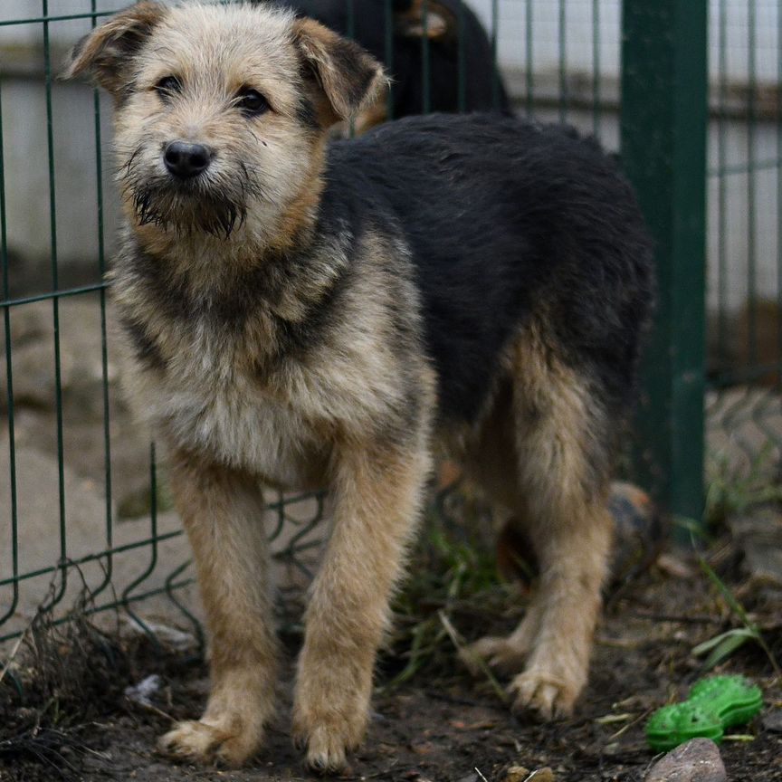 Щенок в добрые руки