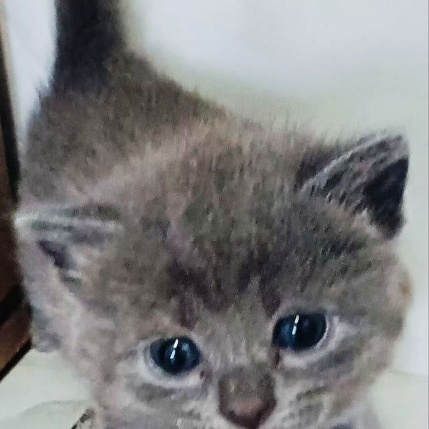 Голубоглазая шотландка