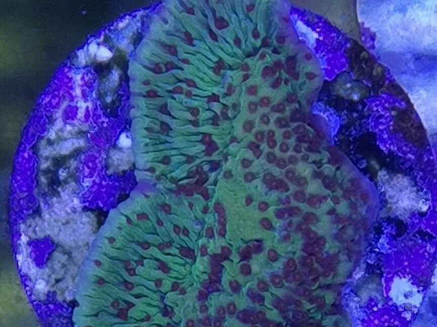 Карал для морского аквариума