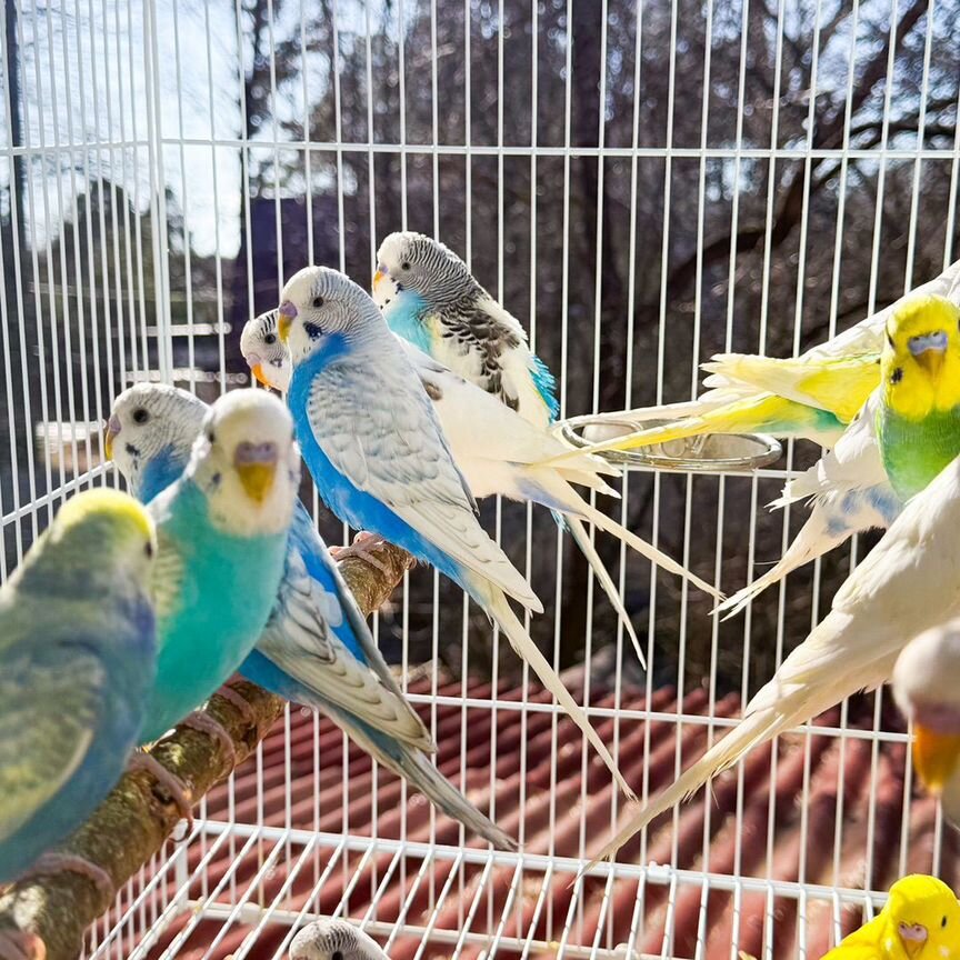 Волнистые Малыши Попугаи Клетки Доставка