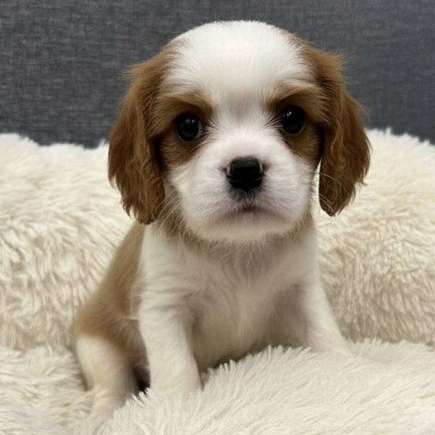 Кавалер кинг-чарльз-спаниель, щенок