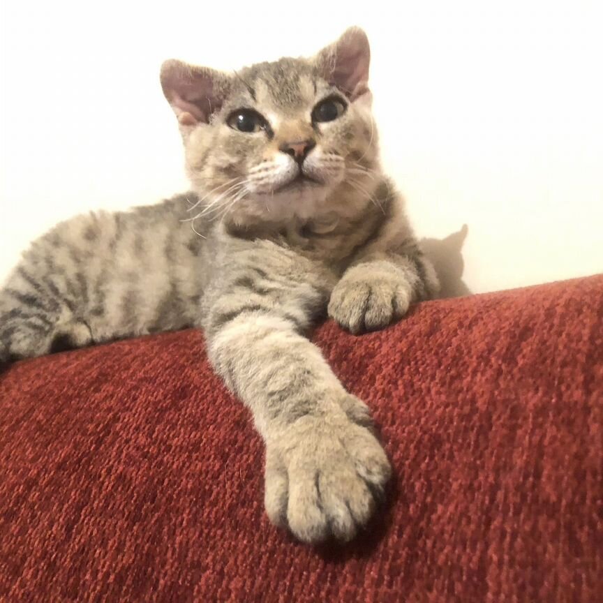 Котенок- девочка