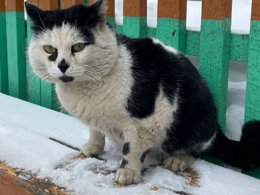 Чарли в добрые руки