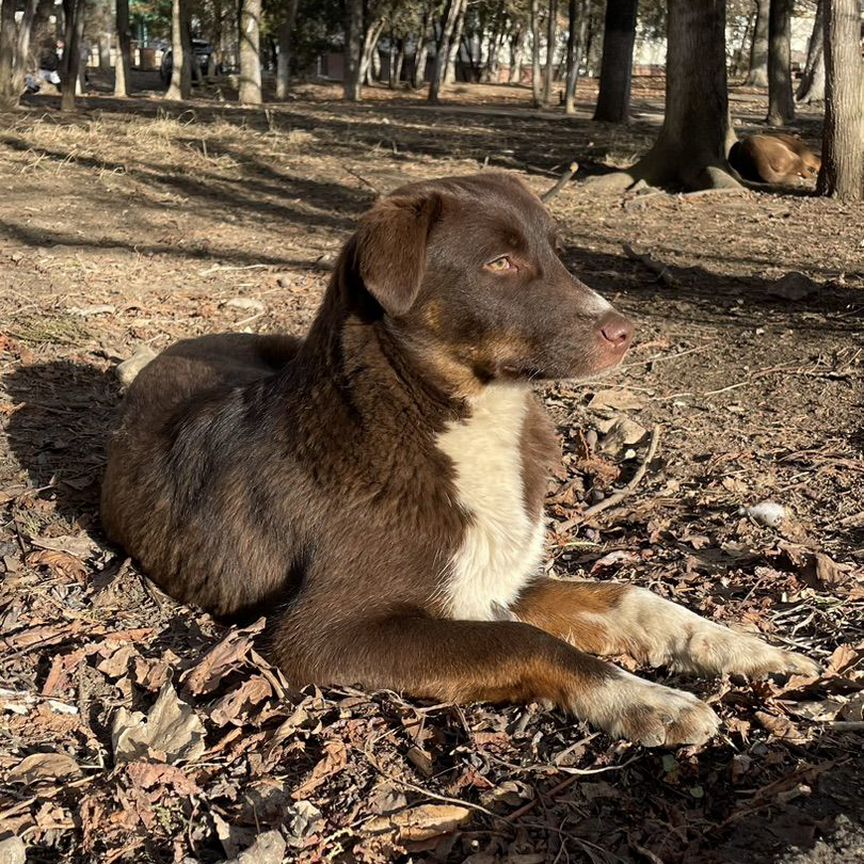 Мальчик красавчик в добрые руки