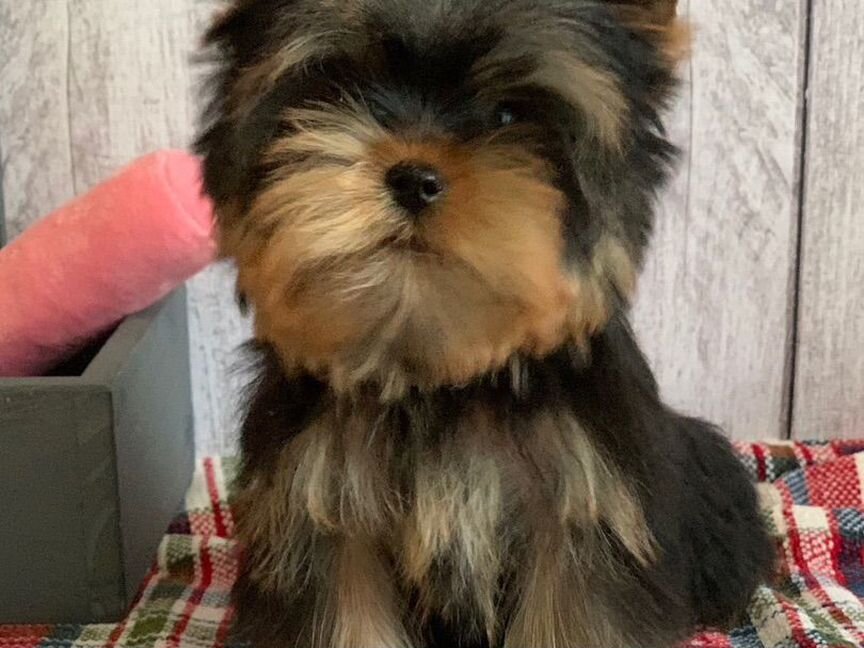 Йоркширский терьер супер мини мальчик