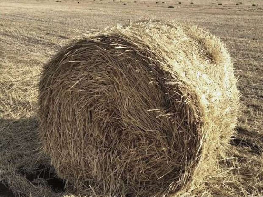 Сено в рулонах, 2022