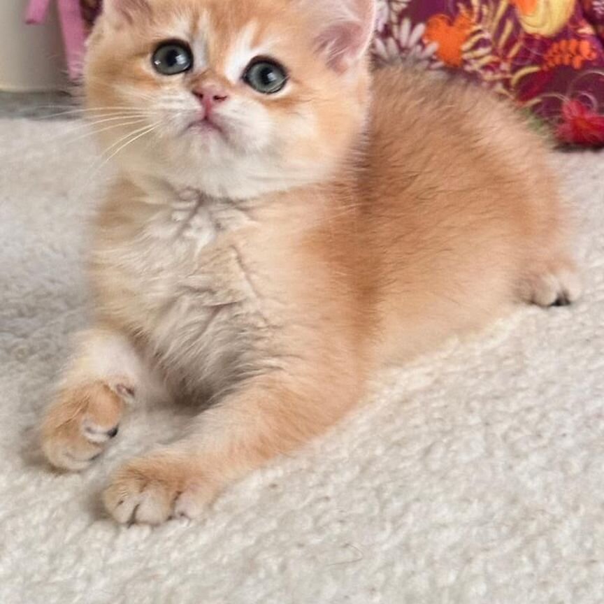 Золотой красавчик