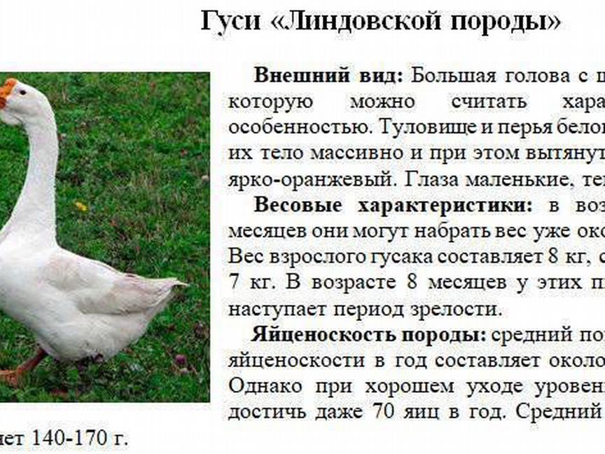 Гусята Линда Большеболдинский район