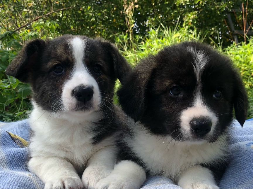 Щенки вельш корги кардиган