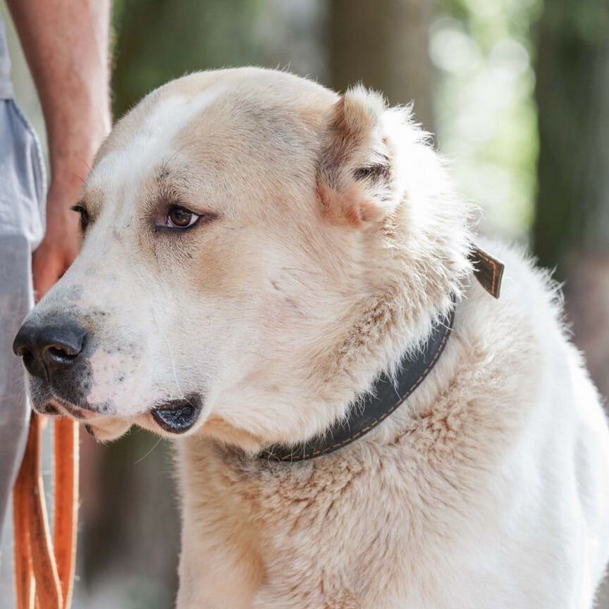 Среднеазиатская овчарка, щенок