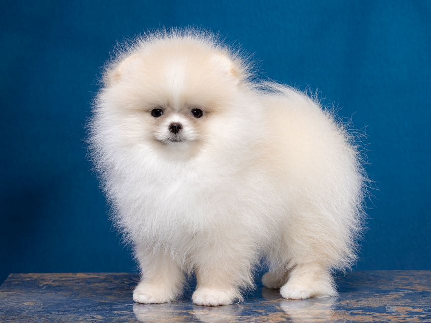 Померанский шпиц мини мальчик крем