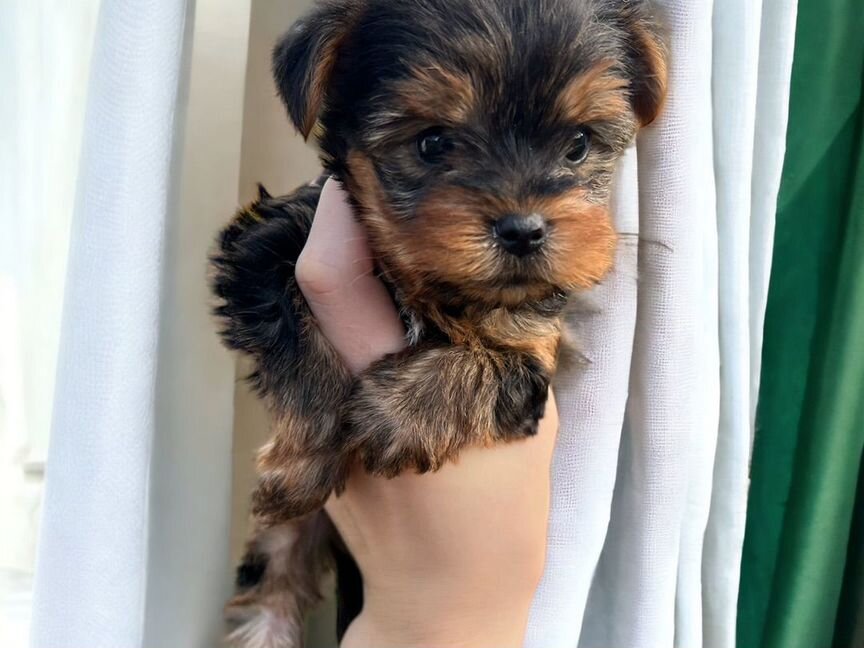 Йоркширский терьер щенки