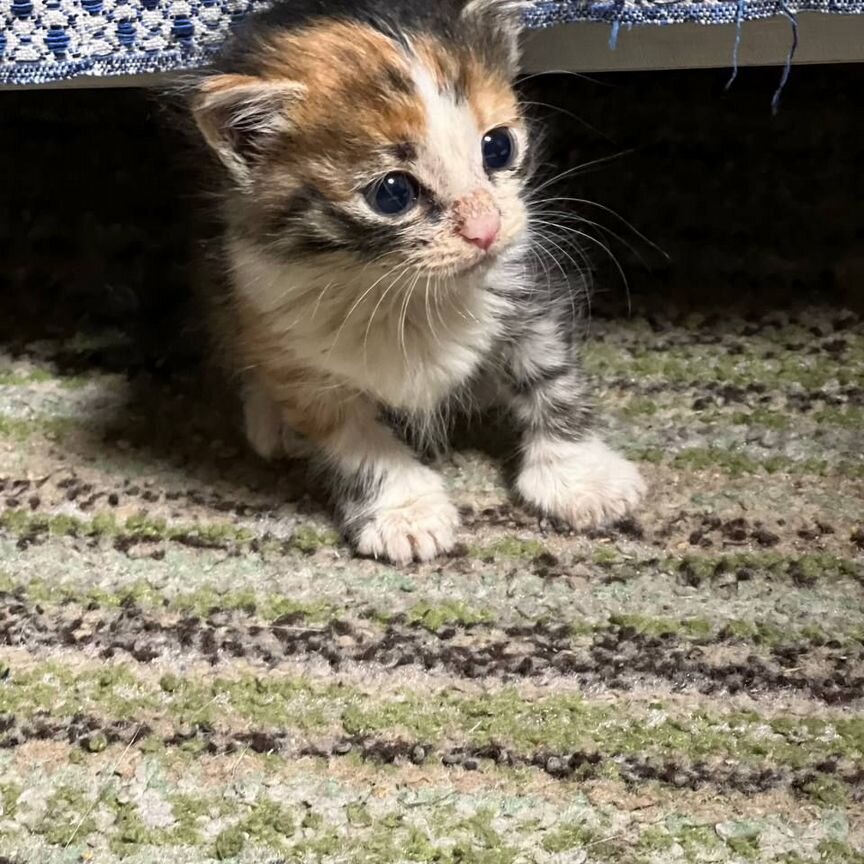 Отдам кошечку в добрые руки