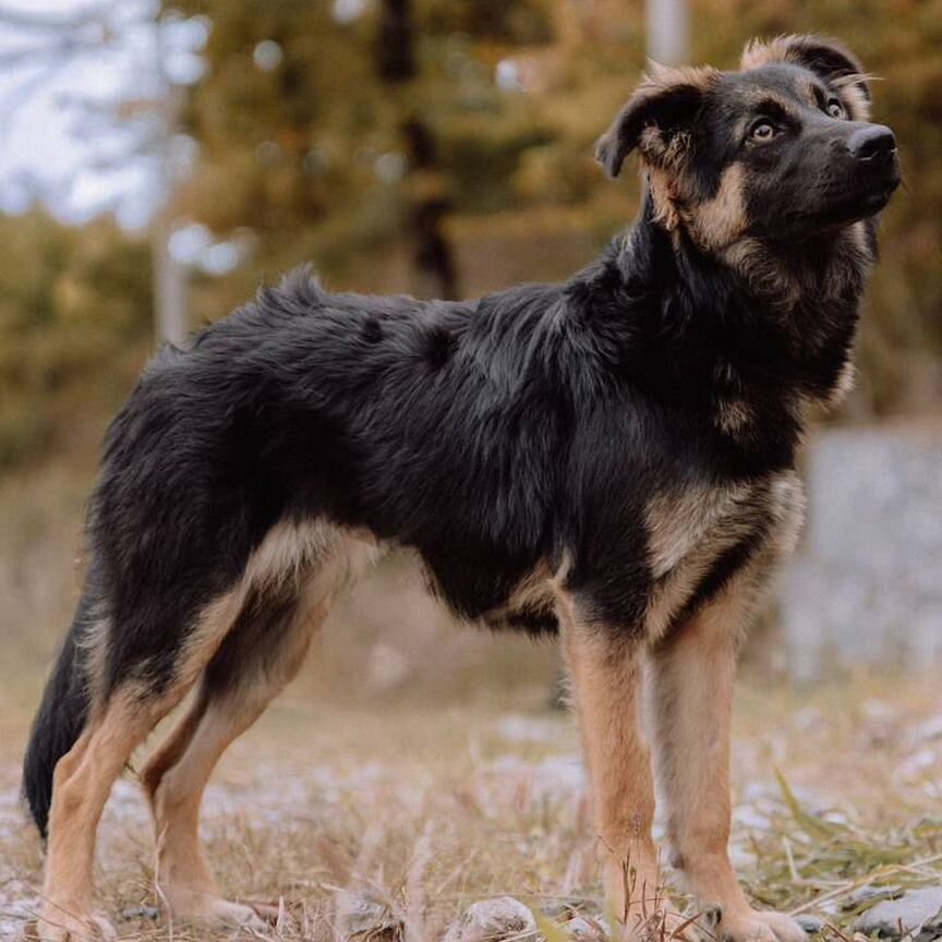 Немецкая овчарка, щенок