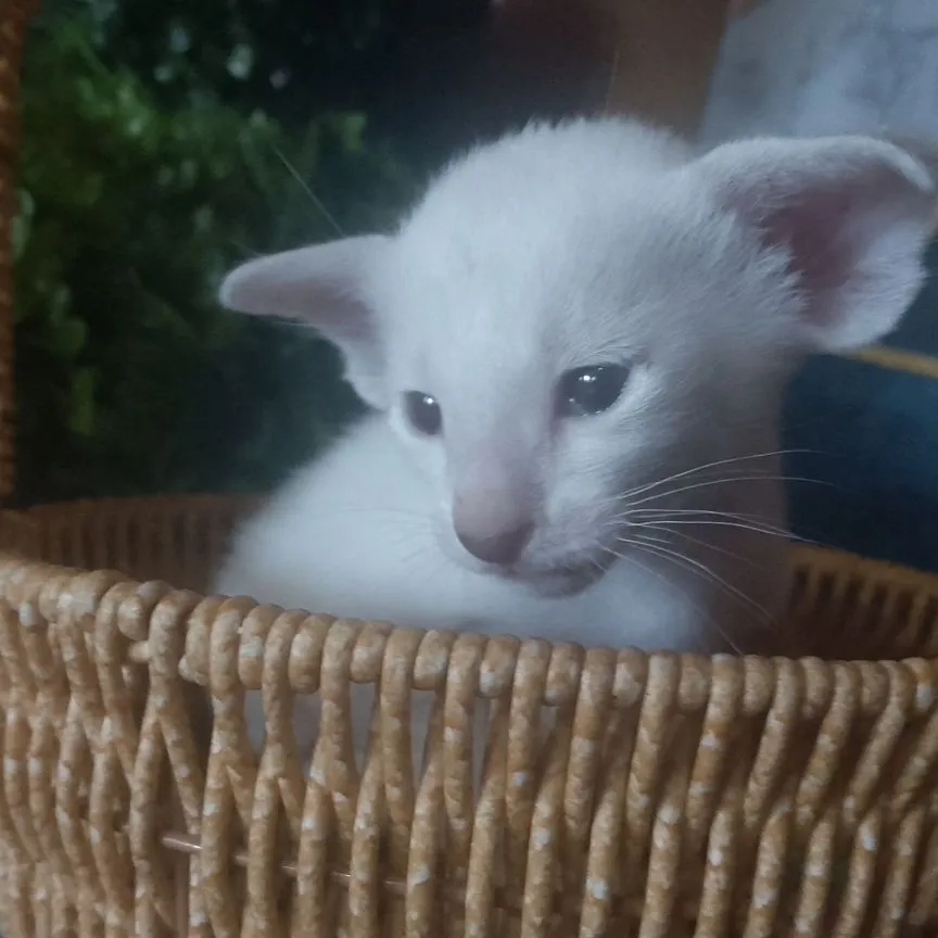 Ориентальные котята