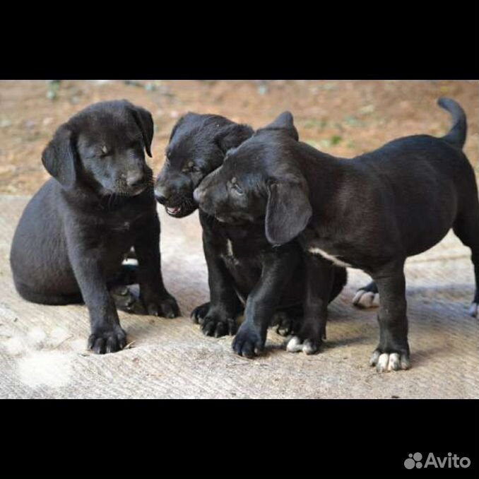 Щеки метисы бесплатно