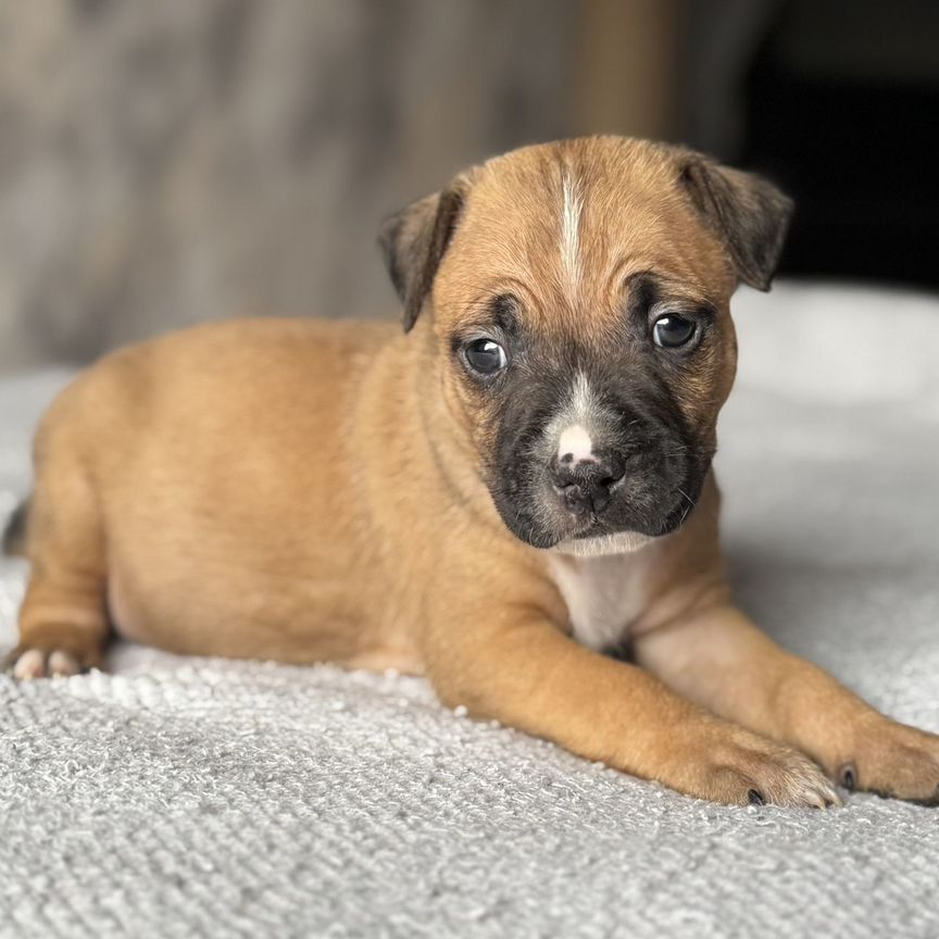 Американский стаффордширский терьер, щенок