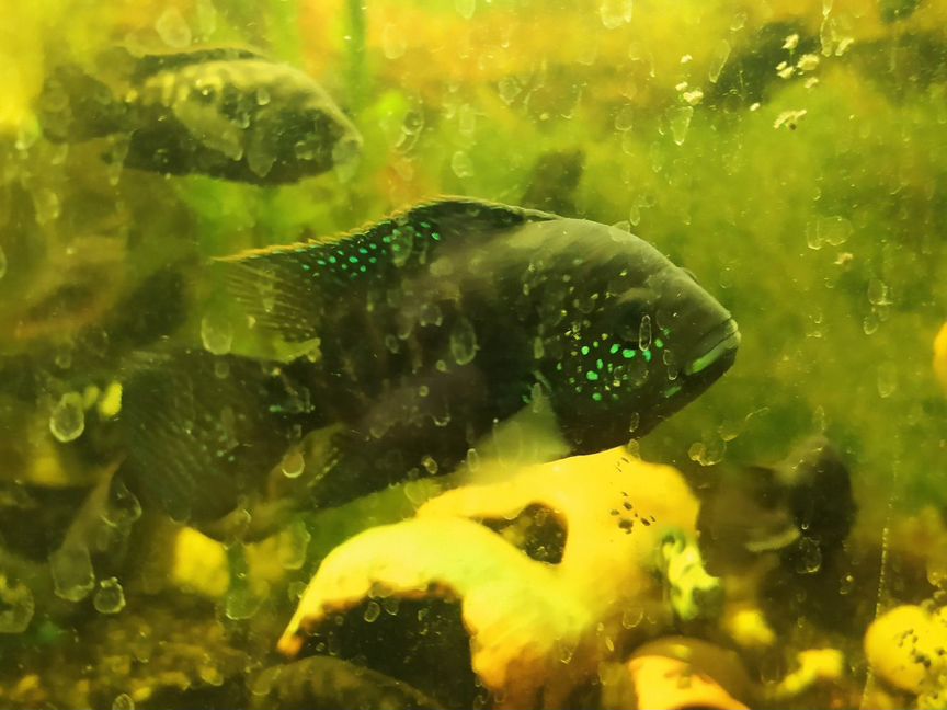 Цихлозома пчелка