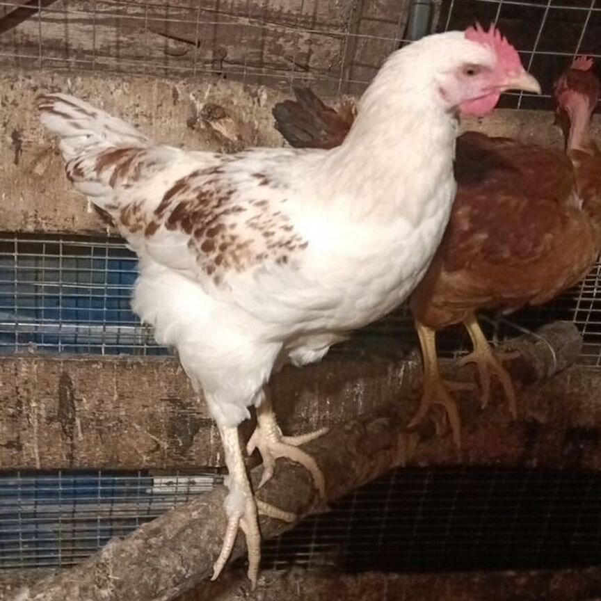 Продам петухов