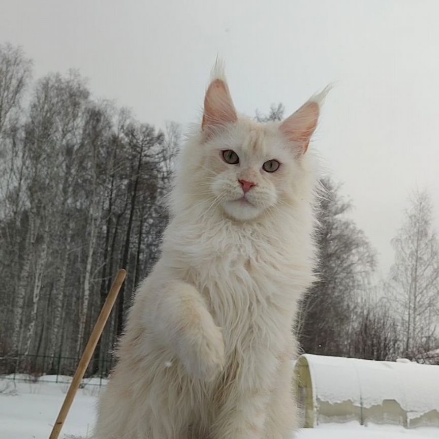Персиковый гигант