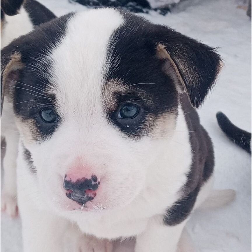 Щенки бесплатно