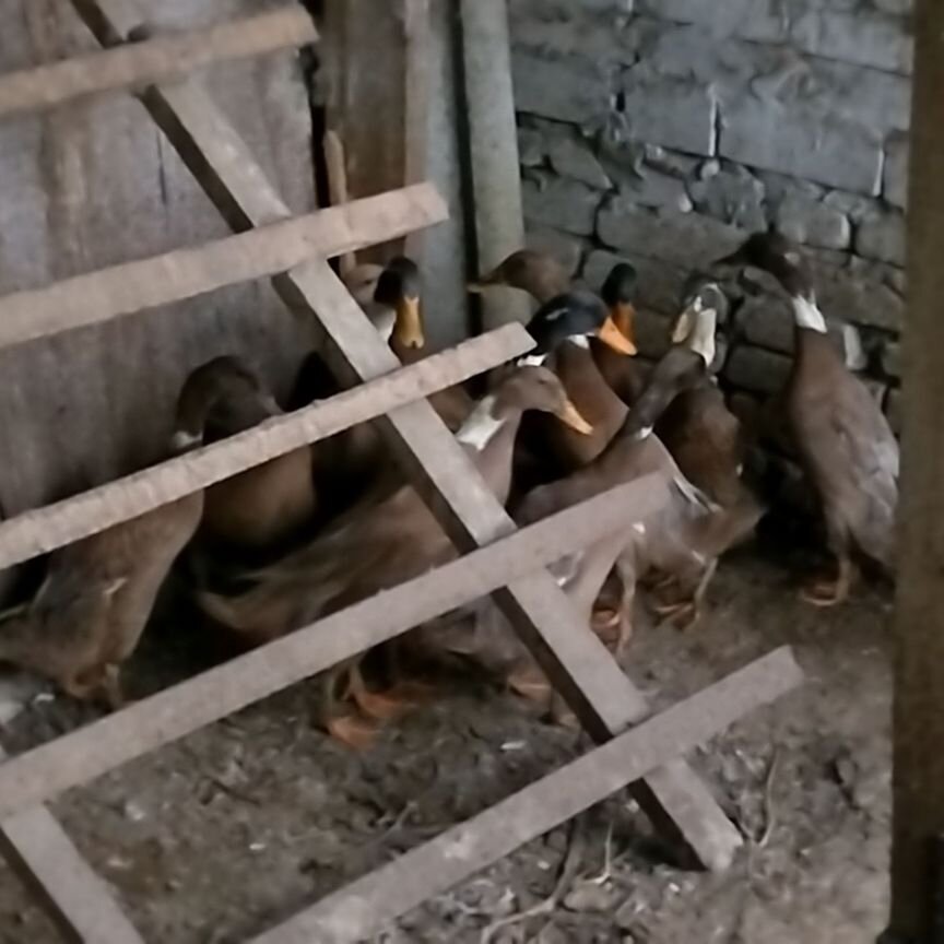 Индийские бегунки