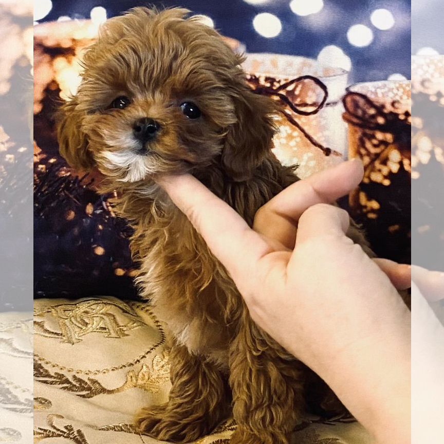 Мальтипу, щенок