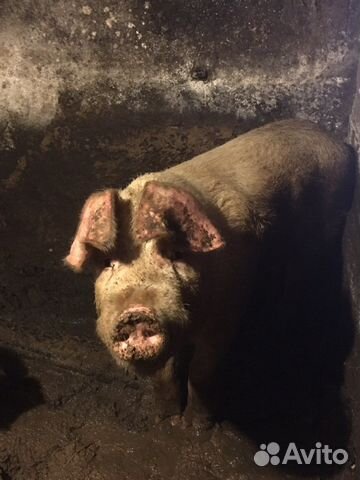 Продам свиней желательно живым весом