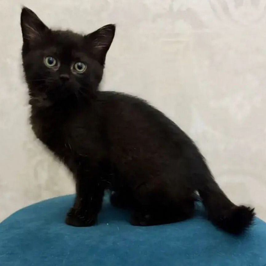 Бомбейский котёнок