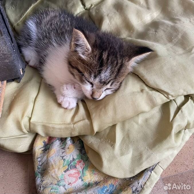 Уникальный котёнок