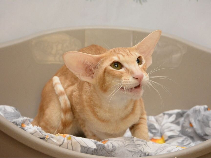 Ориентальная кошка 2 года