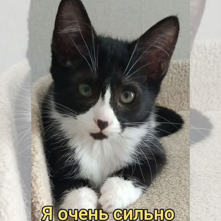 Котёнок в добрые руки