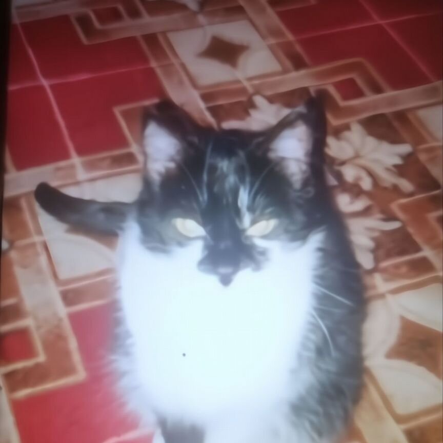 Взрослая кошка в добрые руки