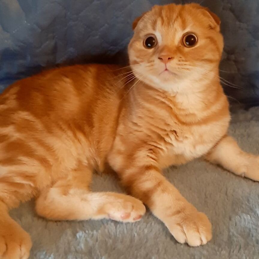 Шотландский вислоухий короткошёрстный котёнок