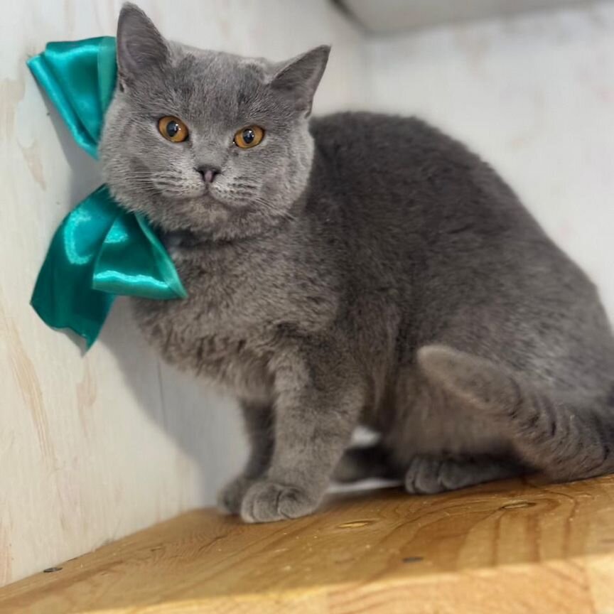 Британочка в добрые руки