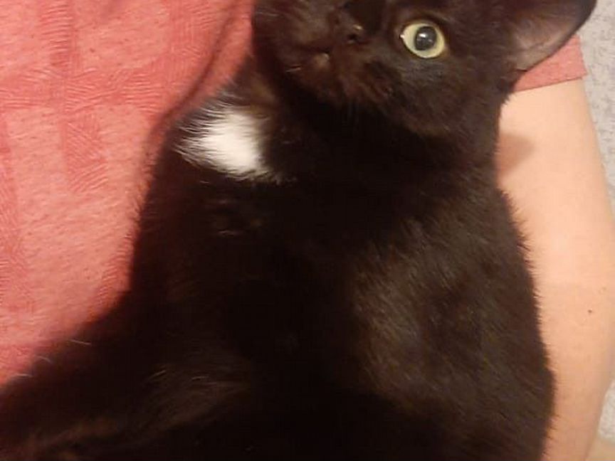 Чёрный котёнок ищет дом
