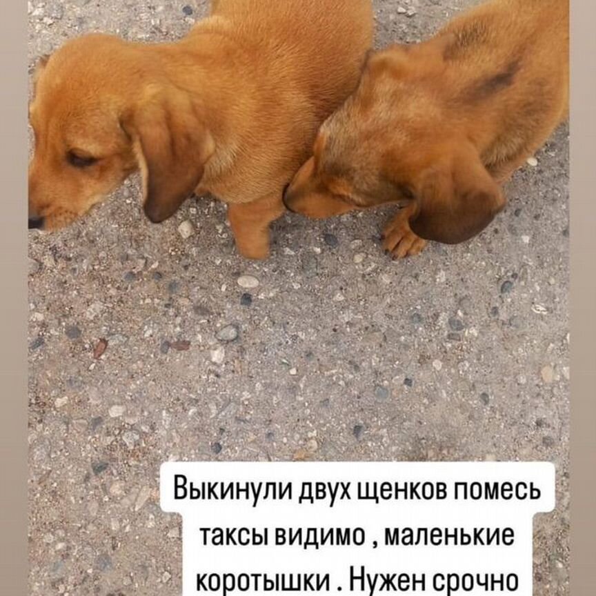 Щенки таксы