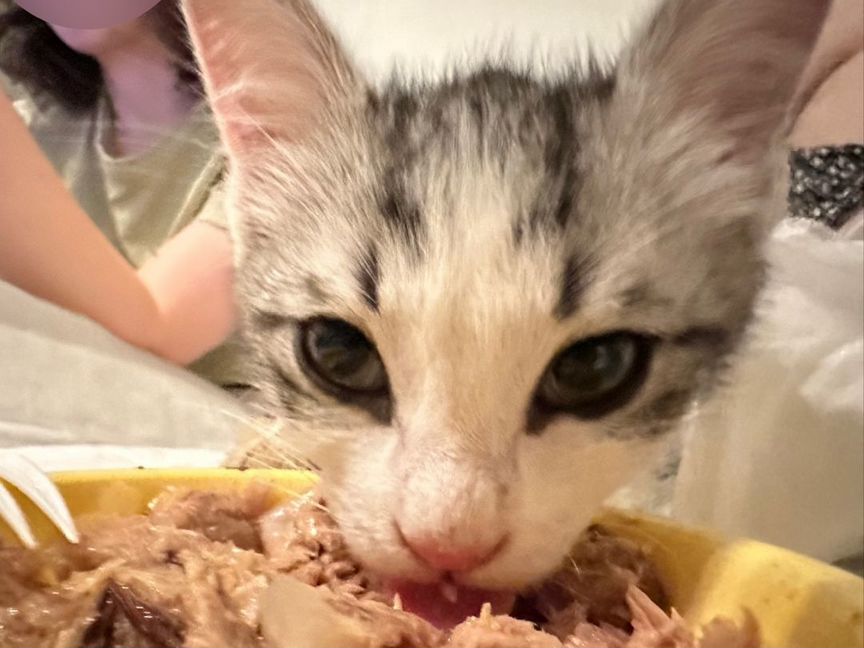 Нежный котенок бесплатно в добрые руки