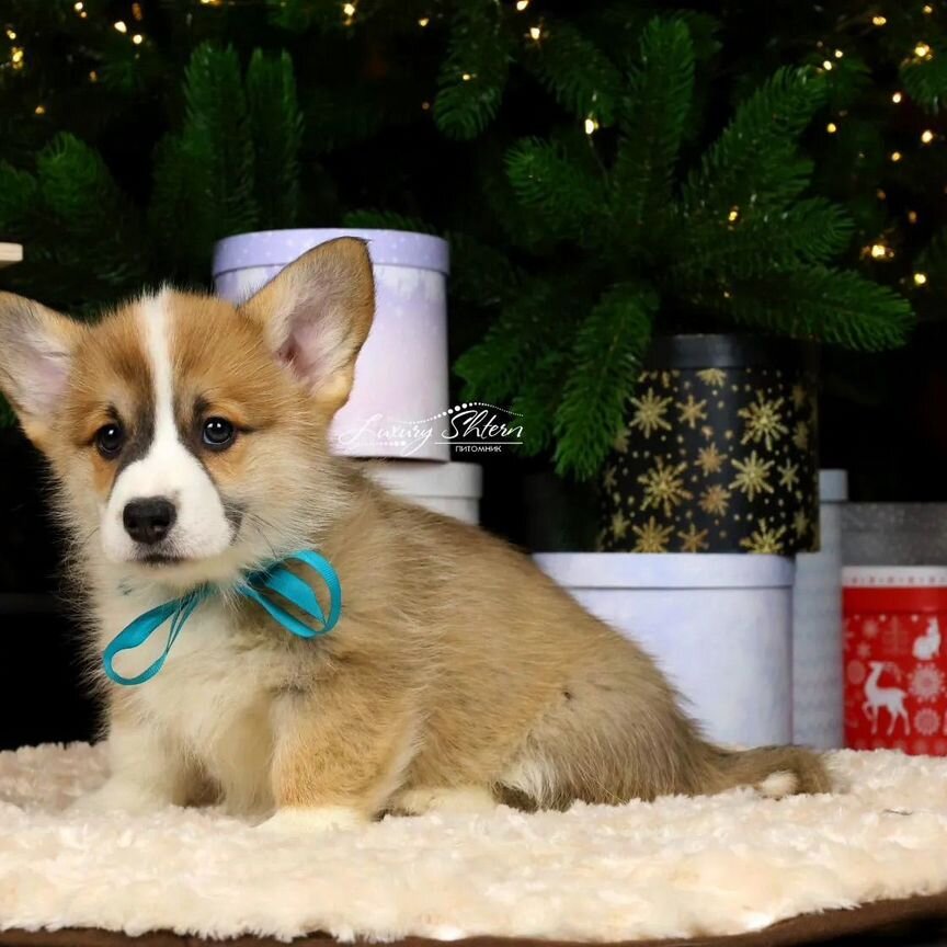 Милый мальчишка корги