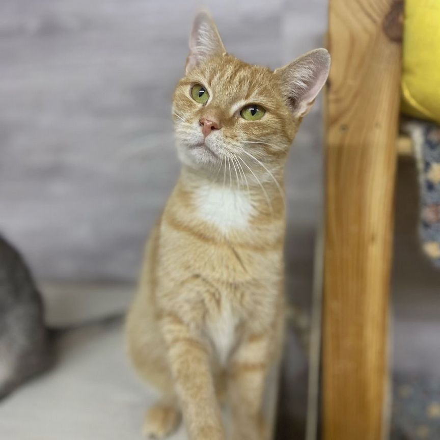 Синтия в поисках дома