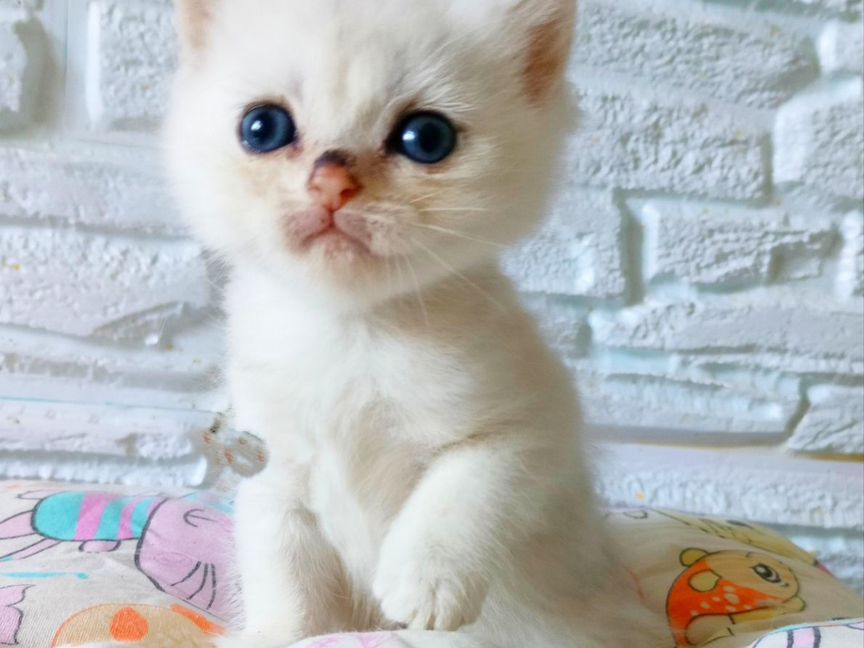 Серебристая шиншилла мальчик