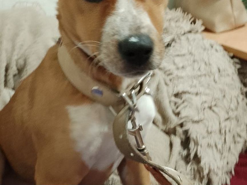 Продам стаффорда