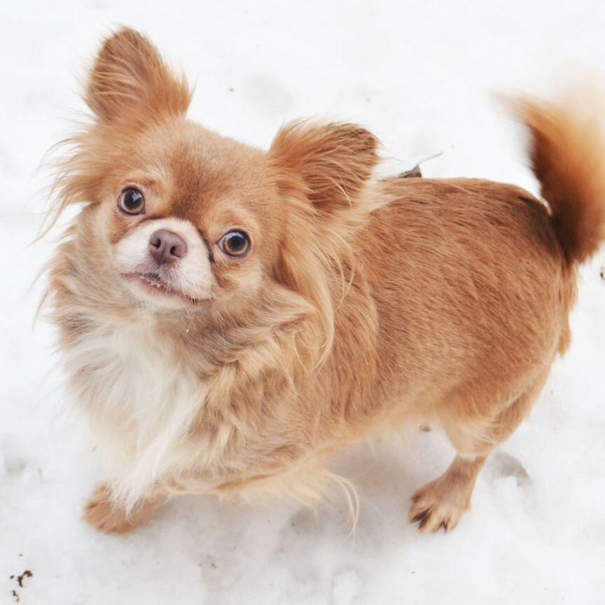 Чихуахуа девочка д ш 2 года