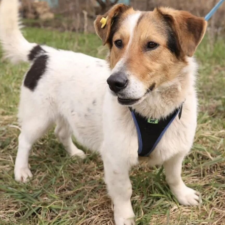 Взрослый пёс в добрые руки