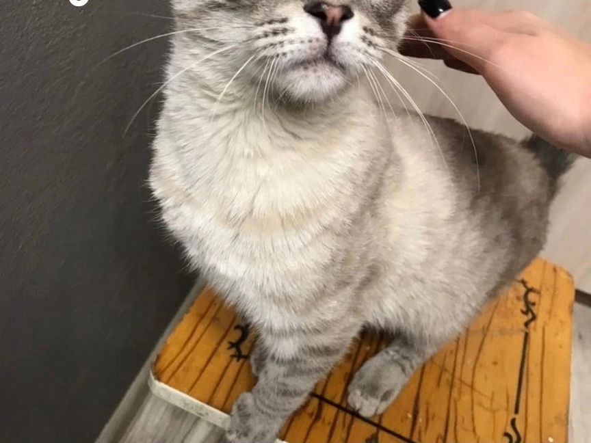 Котенок в добрые руки