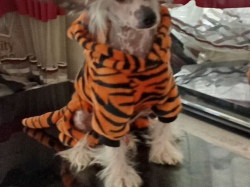 Китайская хохлатая собака щенки