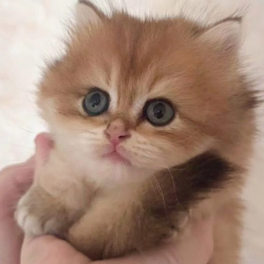 Котик Золотой